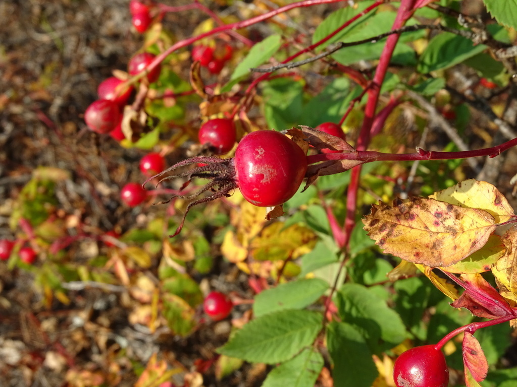 Rosa blanda - Medicinal Herbs,Shrub - Meadow Rose, Smooth Rose