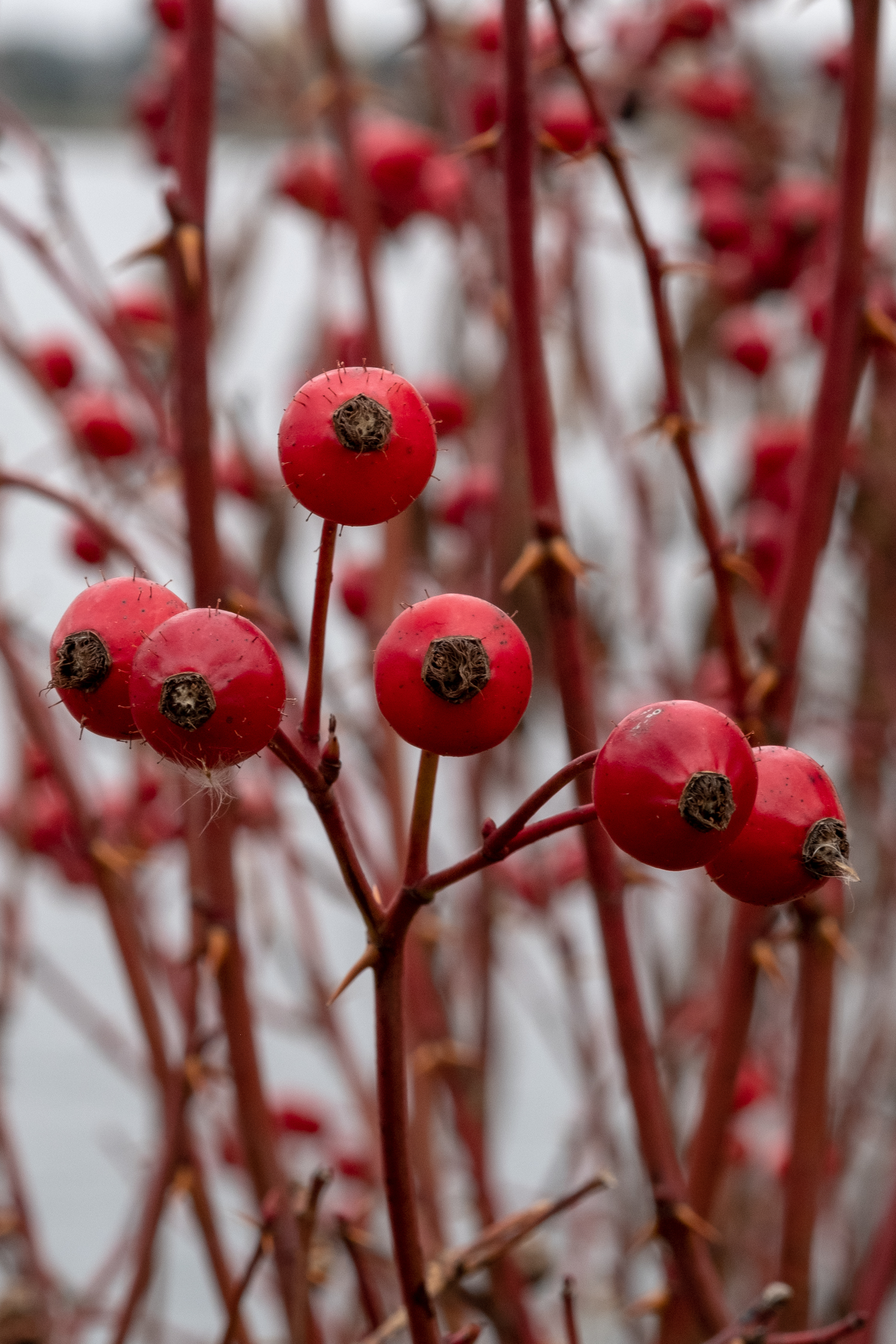 Rosa carolina - Medicinal Herbs,Shrub - Carolina Rose, Pasture Rose
