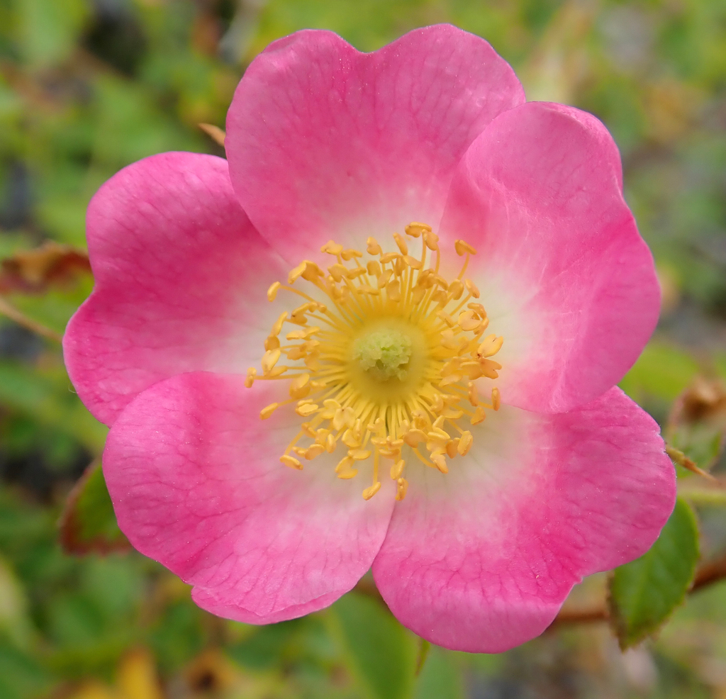 Rosa rubiginosa - Web page Navigation - Eglantine Rose, Sweet Briar ...