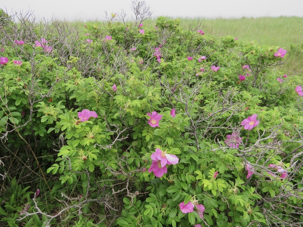 Rosa rugosa - Medicinal Herbs,Shrub,Shrub and Vine Seeds - Beach Tomato ...