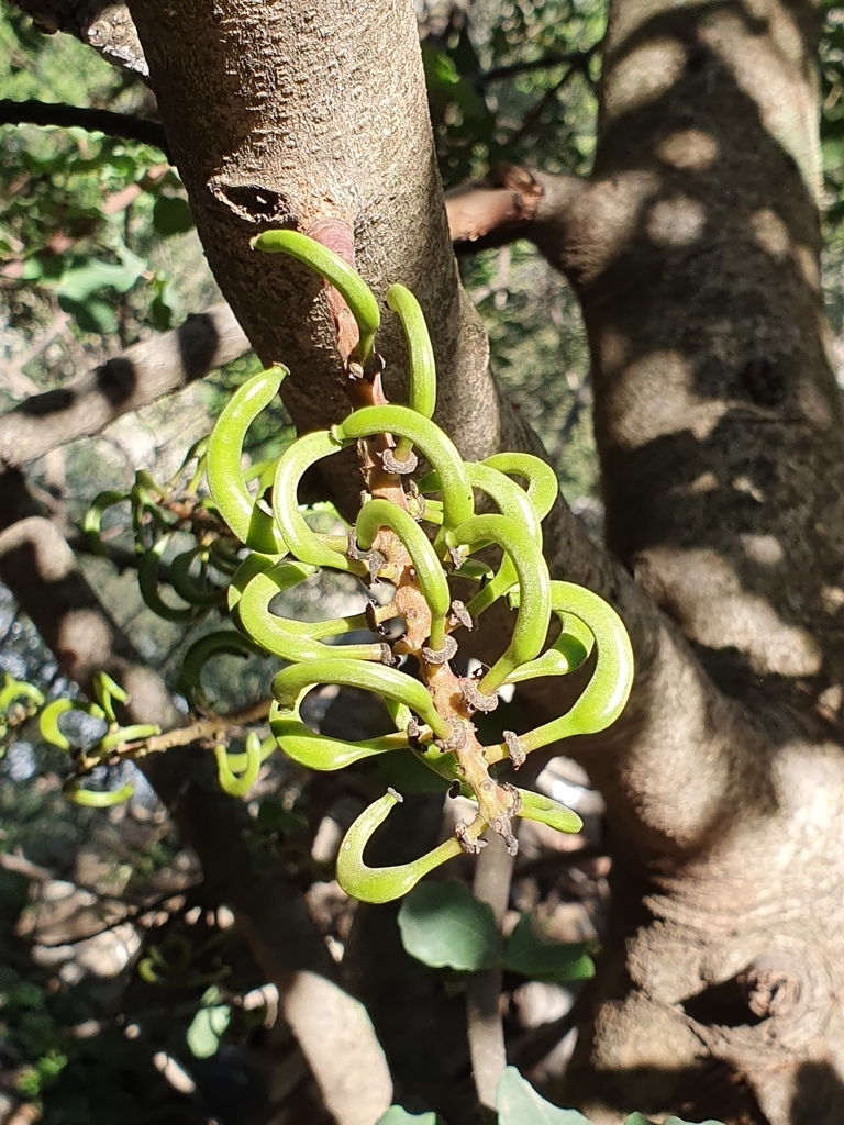 Ceratonia siliqua - Edible Fruit/Nuts,Fruits,Medicinal Herbs - Carob ...