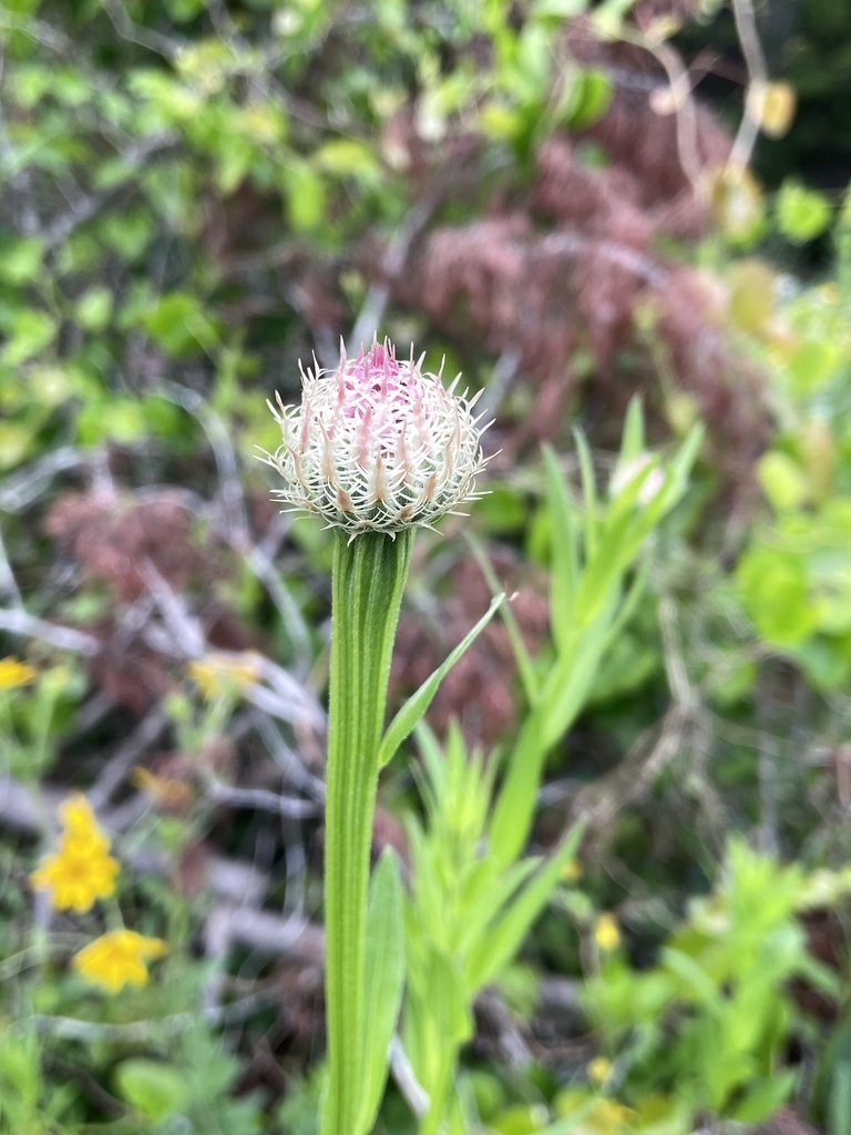 Centaurea americana - Herbaceous Plants,Perennial,Wildflowers ...