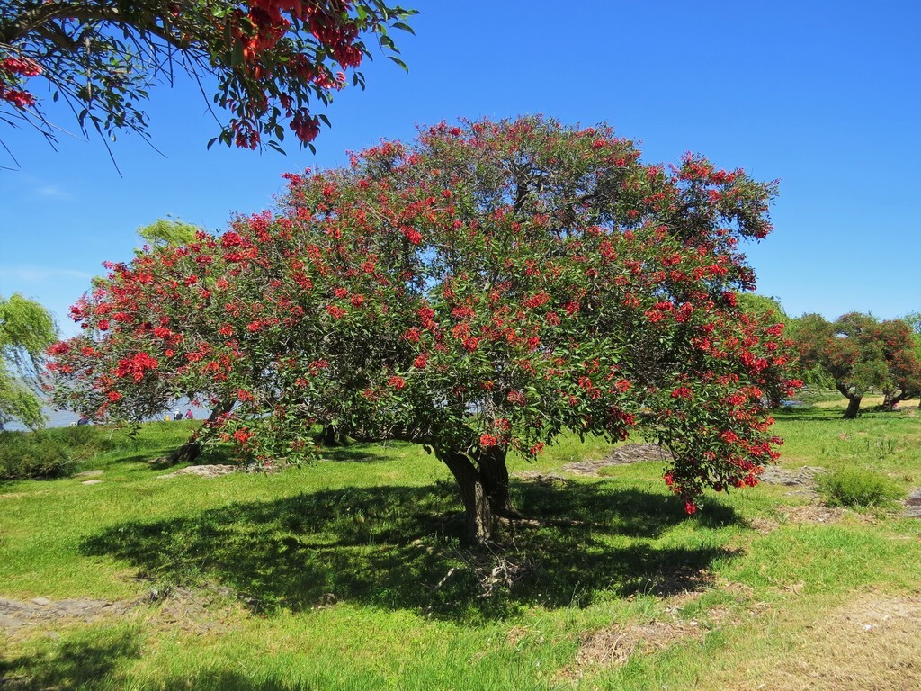 Erythrina crista-galli - Web page Navigation - Cockspur Coral Tree ...