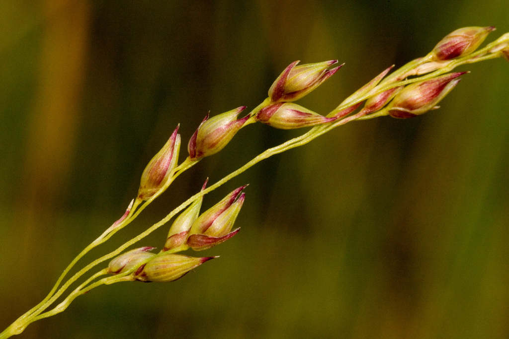 Panicum virgatum 'Sunburst' - Grass,Herbaceous Plants,Web page ...