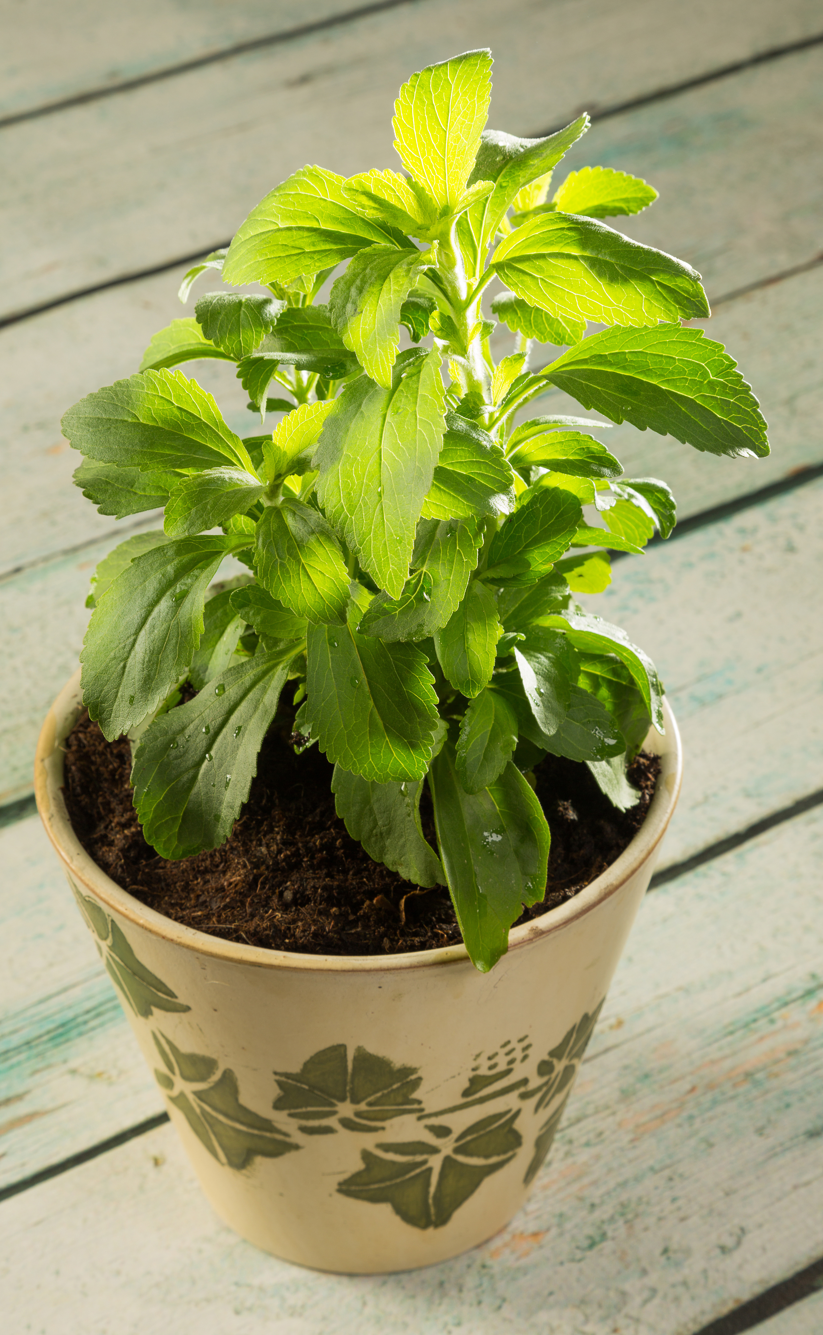 Stevia rebaudiana - Herb,Herbaceous Plants,Web page Navigation ...