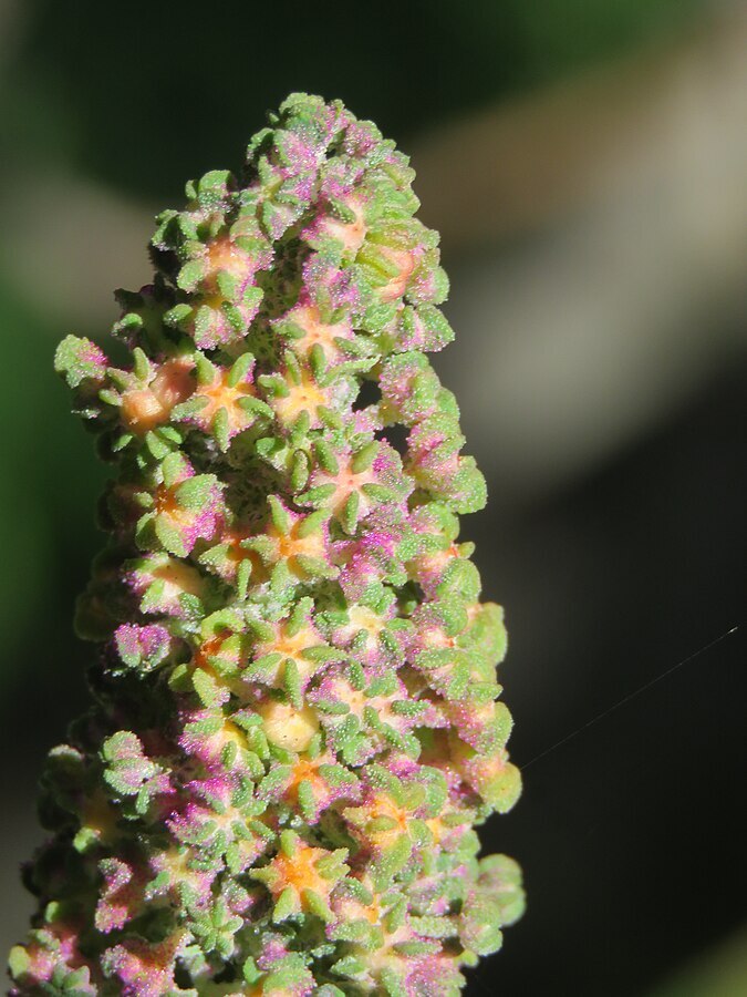Chenopodium album - Web page Navigation - Lamb's Quarters, Lambsquarters