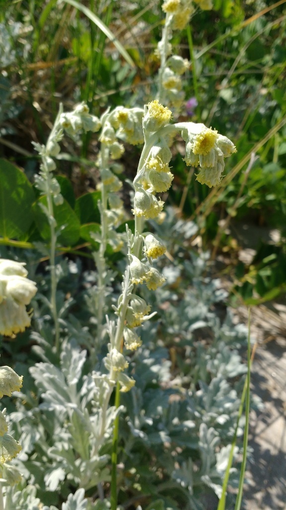 Artemisia stelleriana - Herb,Herbaceous Plants,Web page Navigation ...