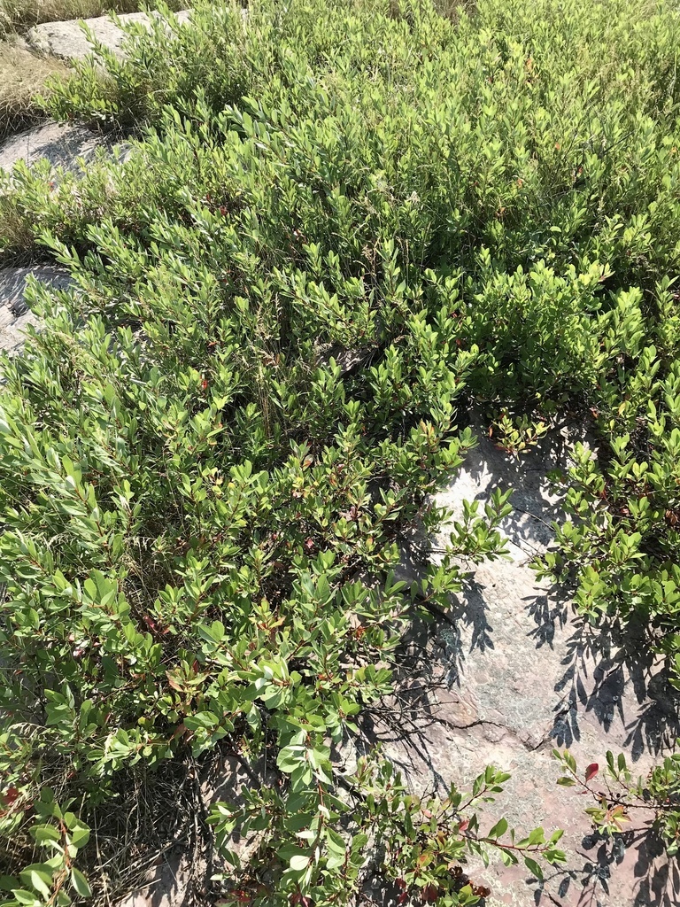 Prunus pumila - Shrub,Web page Navigation - Eastern Sand Cherry, Sandcherry