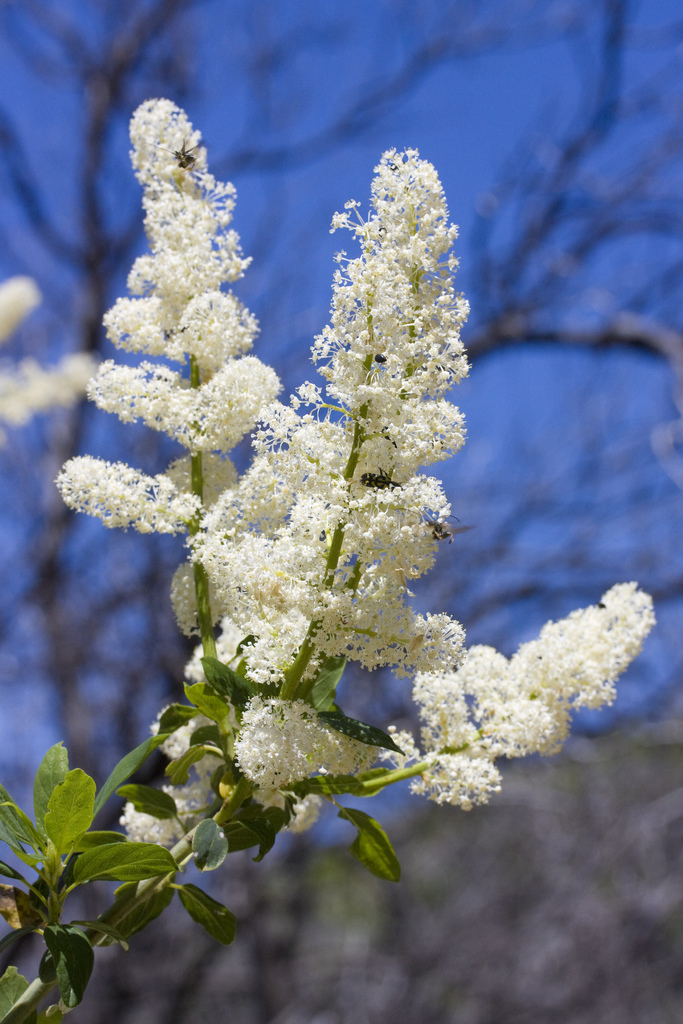 Ceanothus integerrimus - Shrub,Shrub and Vine Seeds,Web page Navigation ...