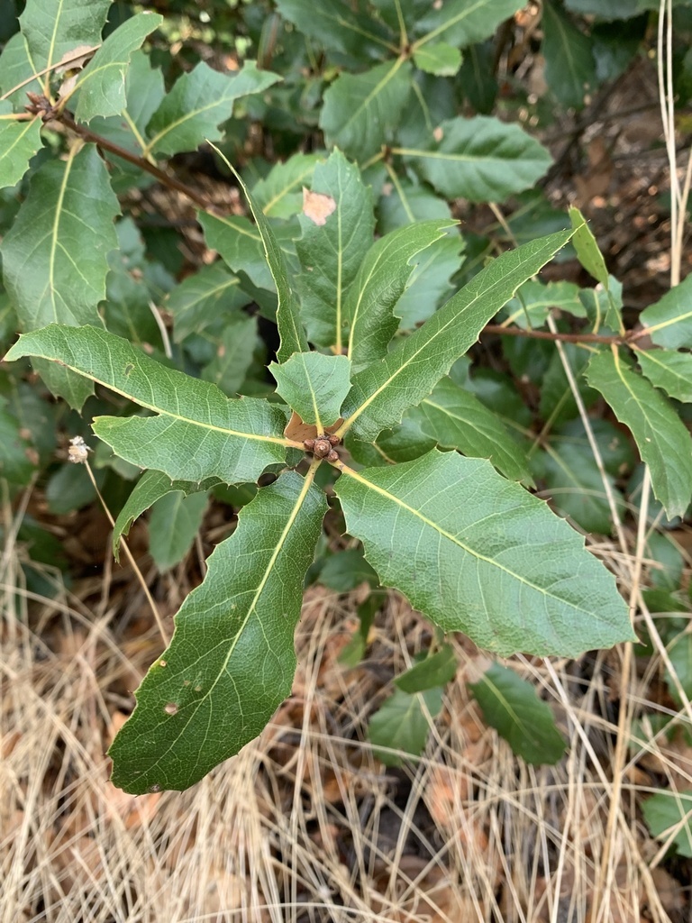 Quercus morehus - Tree - Oracle Oak