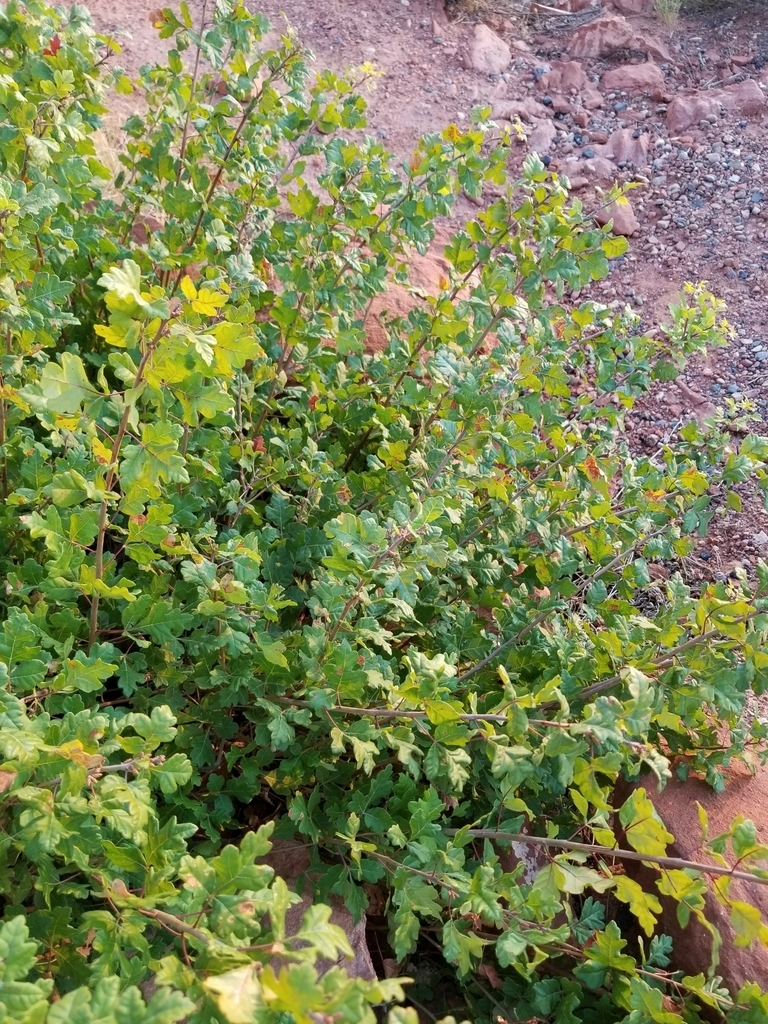 Rhus aromatica - Shrub - Fragrant Sumac