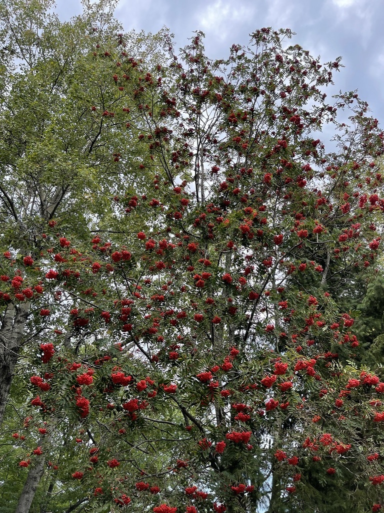 Sorbus decora - Medicinal Herbs,Ornamental Fruit - Northern Mountain ...