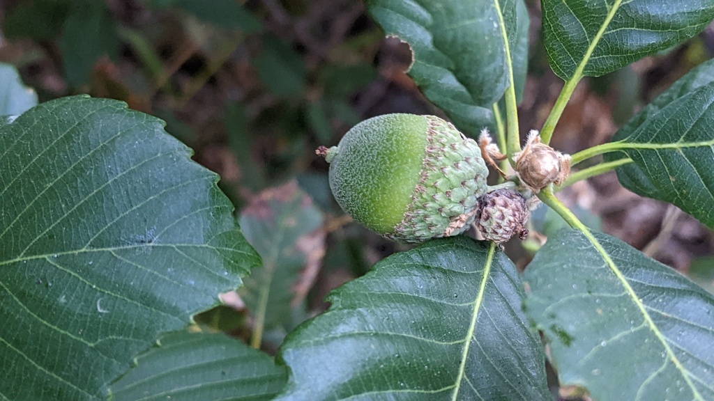 Quercus sadleriana - Web page Navigation - Deer Oak, Saddler Oak