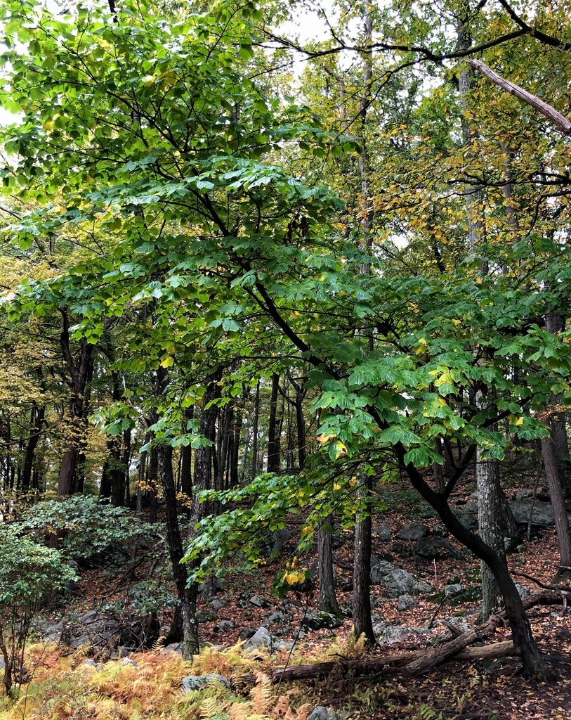 Acer pensylvanicum - Hardwood - Moose Maple, Moosewood, Striped Maple