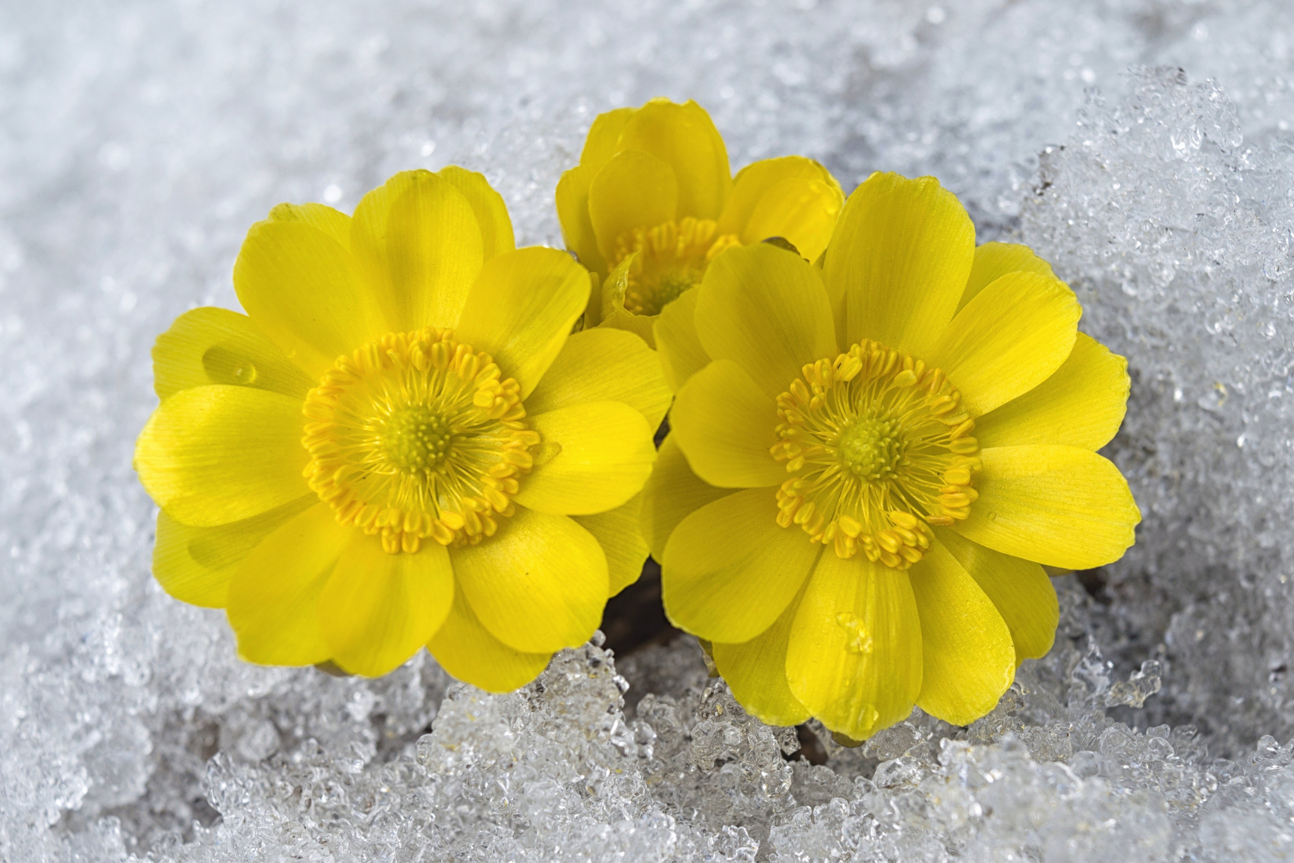 Adonis amurensis - Flower,Herbaceous Plants,Perennial,Web page ...