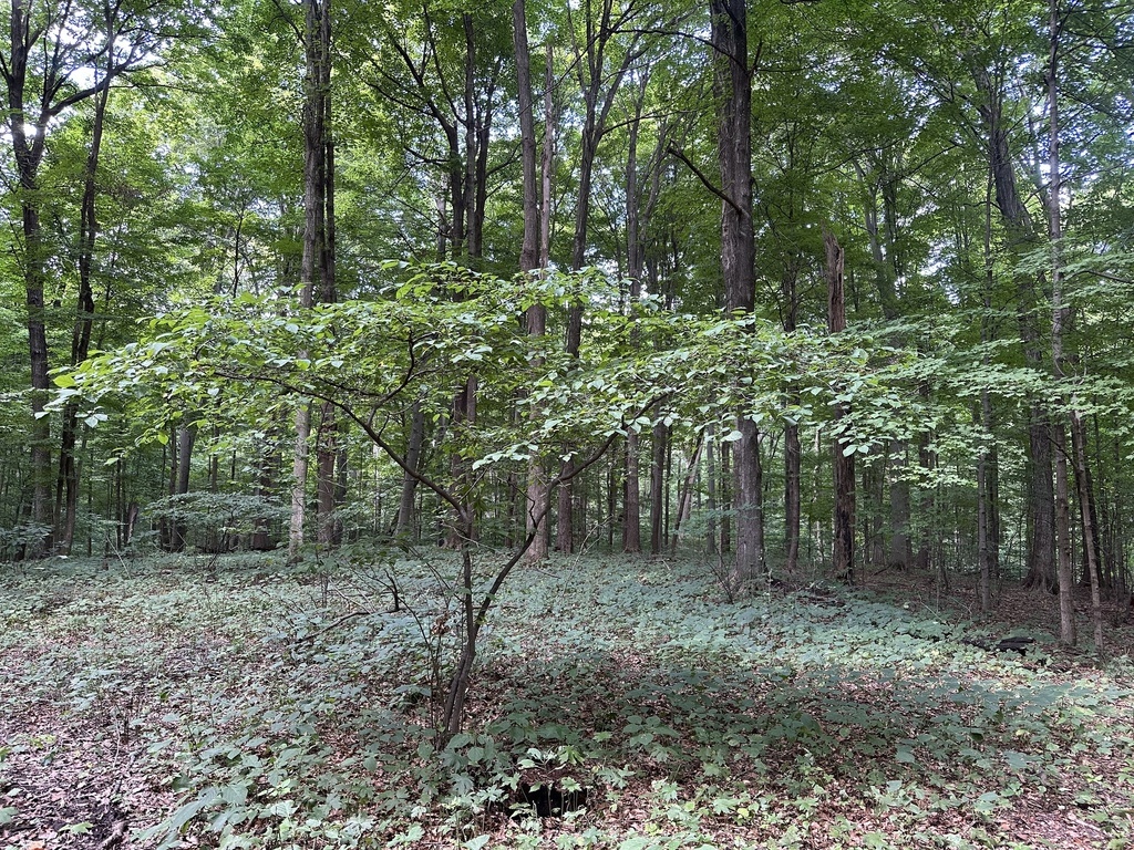 Lindera benzoin - Medicinal Herbs,Shrub - Benjamin Bush, Carencro Bush ...