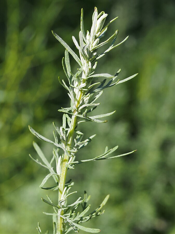 Artemisia frigida - Web page Navigation - Fringed Sage, Prairie Sagewort