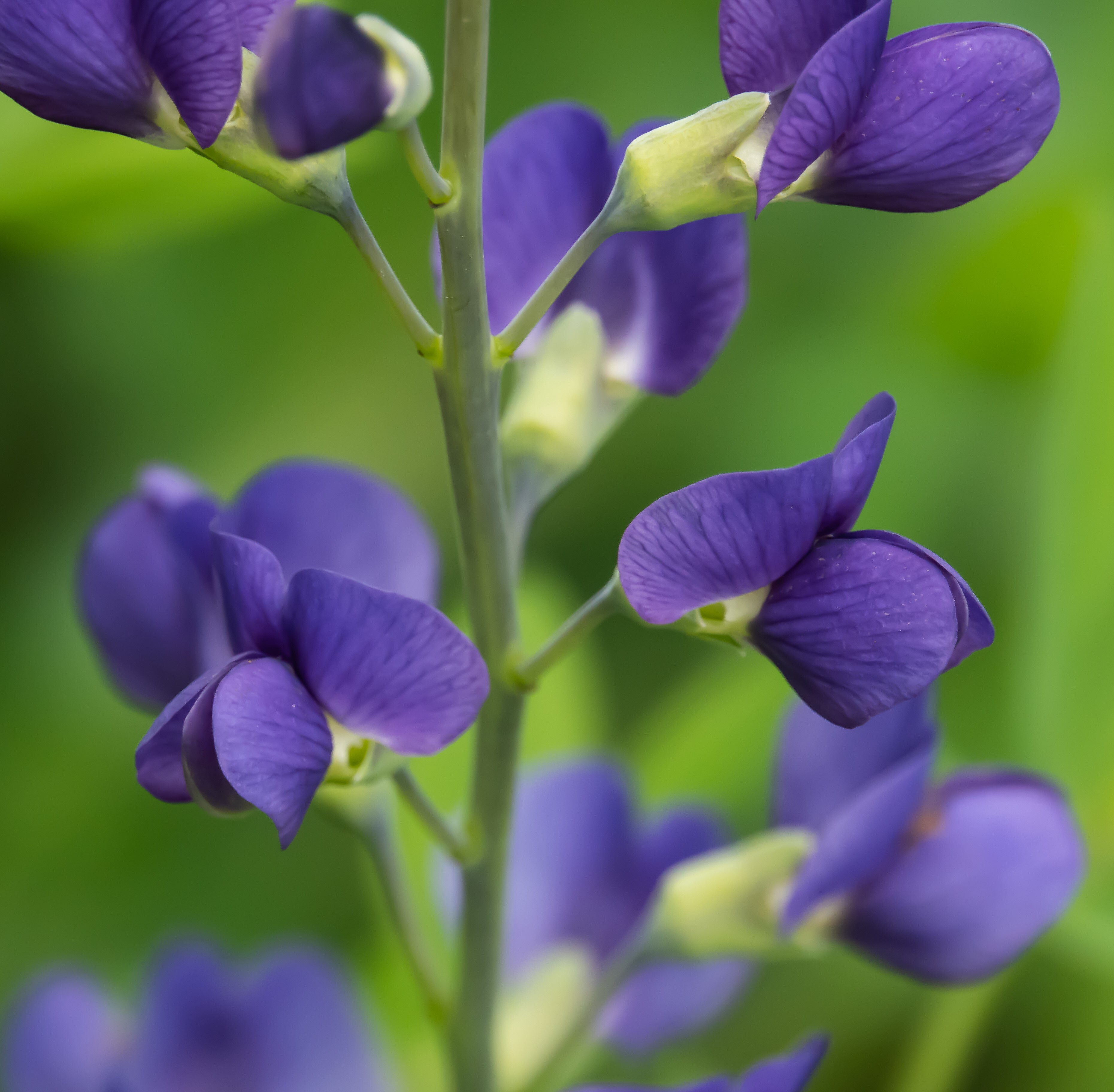 Baptisia australis - Herbaceous Plants,Medicinal Herbs,Perennial ...