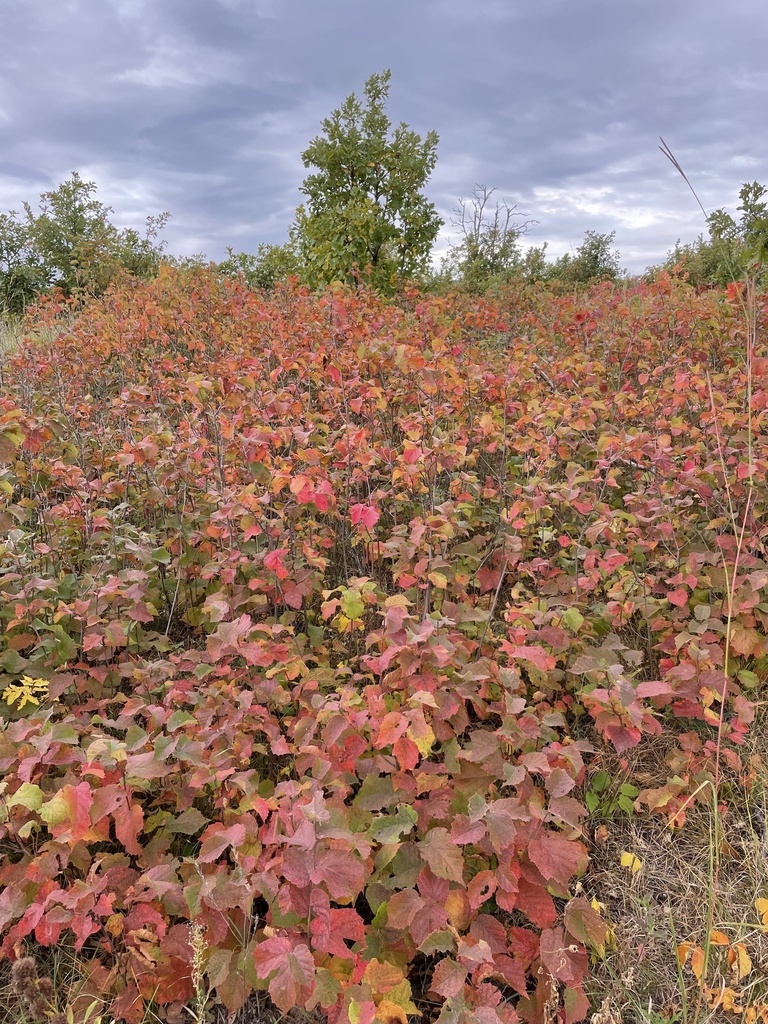 Corylus americana - Medicinal Herbs,Shrub - American Filbert, American ...