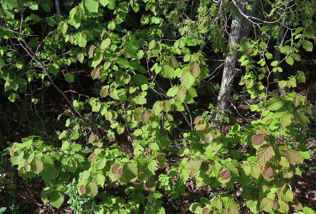 Corylus cornuta - Shrub - Beaked Filbert, Beaked Hazelnut