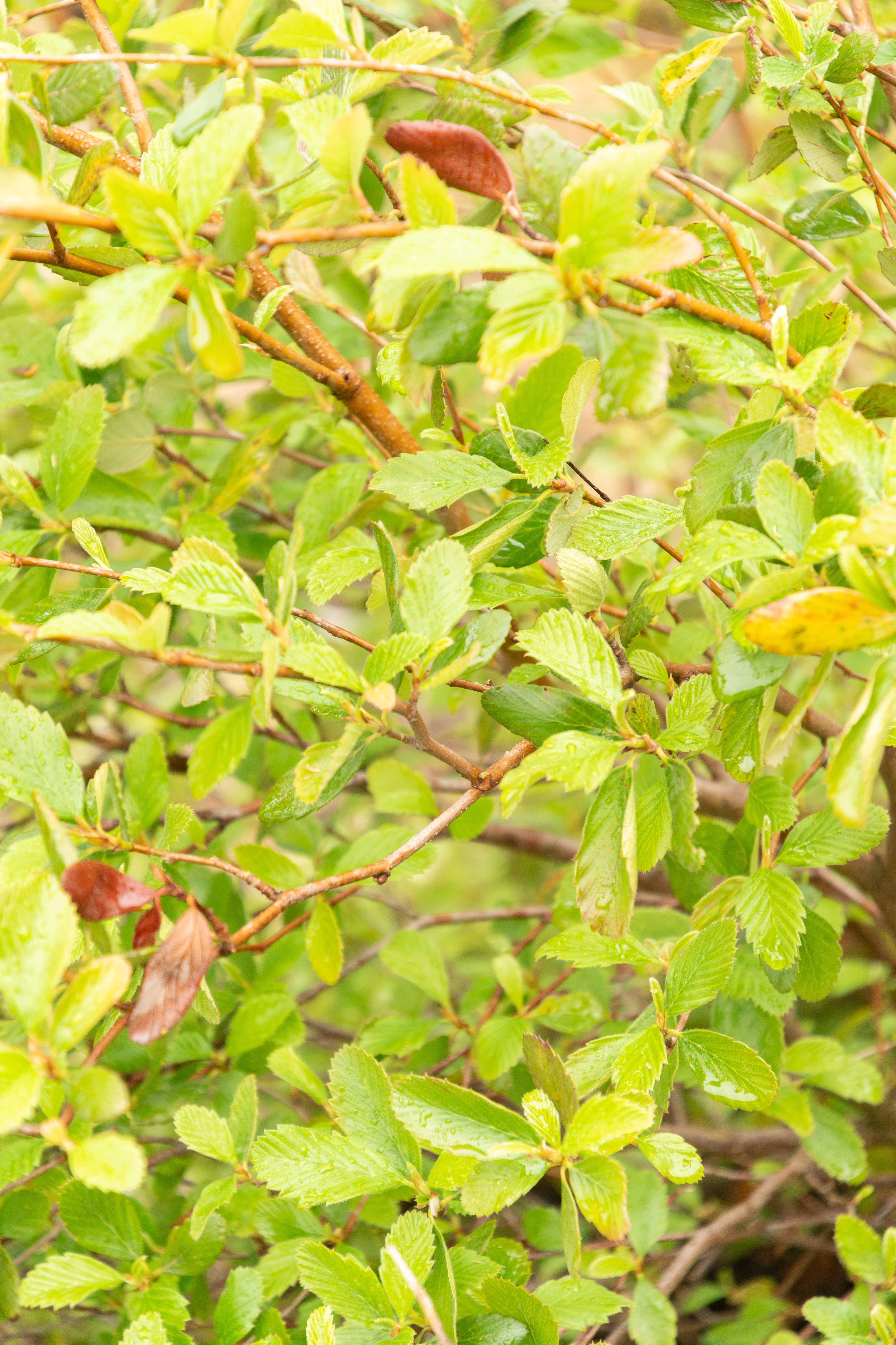Cercocarpus montanus - Medicinal Herbs,Shrub - Alderleaf Mountain ...