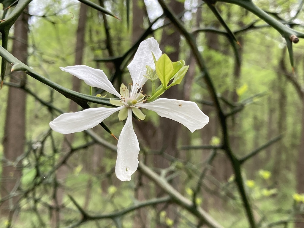 Poncirus trifoliata Flying Dragon - Web page Navigation - Flying Dragon ...