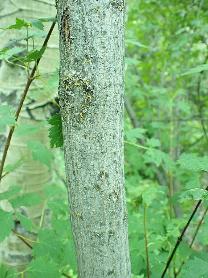 Acer glabrum var. douglasii - Web page Navigation - Douglas Maple ...