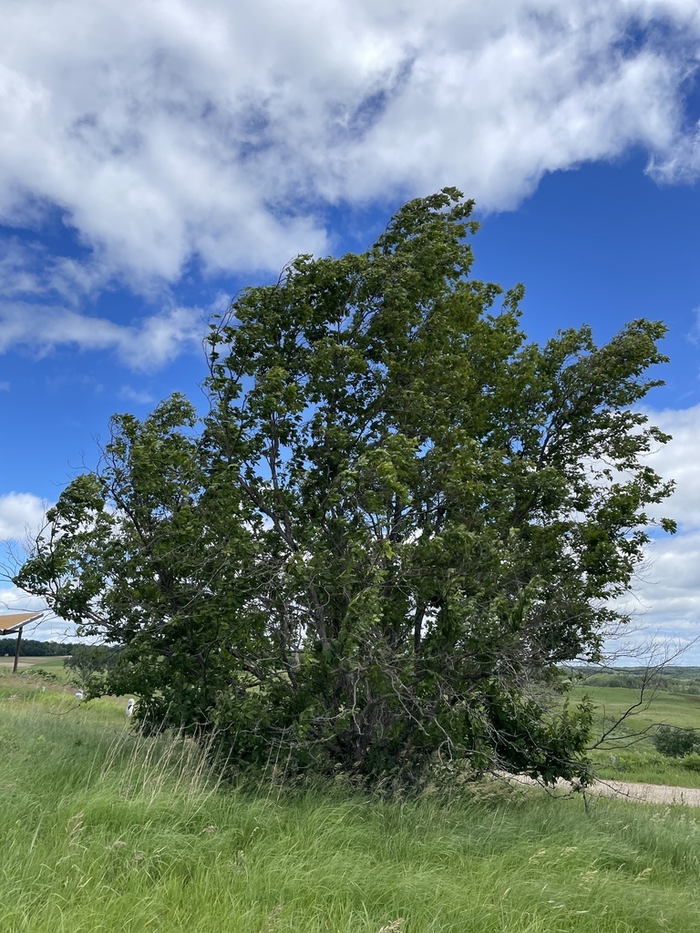 Ostrya virginiana clean seed - Common Bonsai,Deciduous,Hardwood,Shade ...