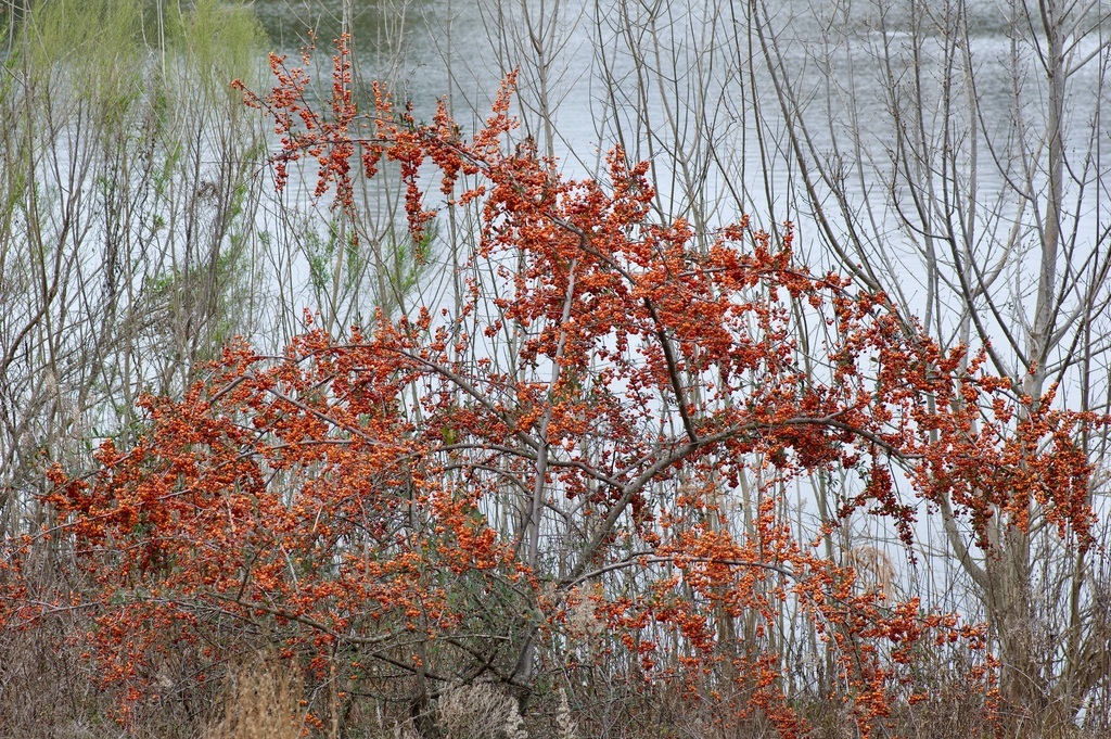 Ilex decidua - Common Bonsai,Shrub - Deciduous Holly, Meadow Holly ...
