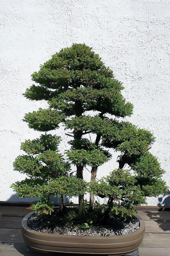 Cryptomeria japonica - Common Bonsai,Conifer - Japanese Cedar, Japanese ...
