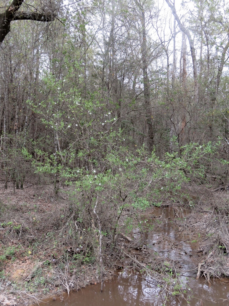 Crataegus opaca - Common Bonsai,Flowering Tree,Tree,Web page Navigation ...