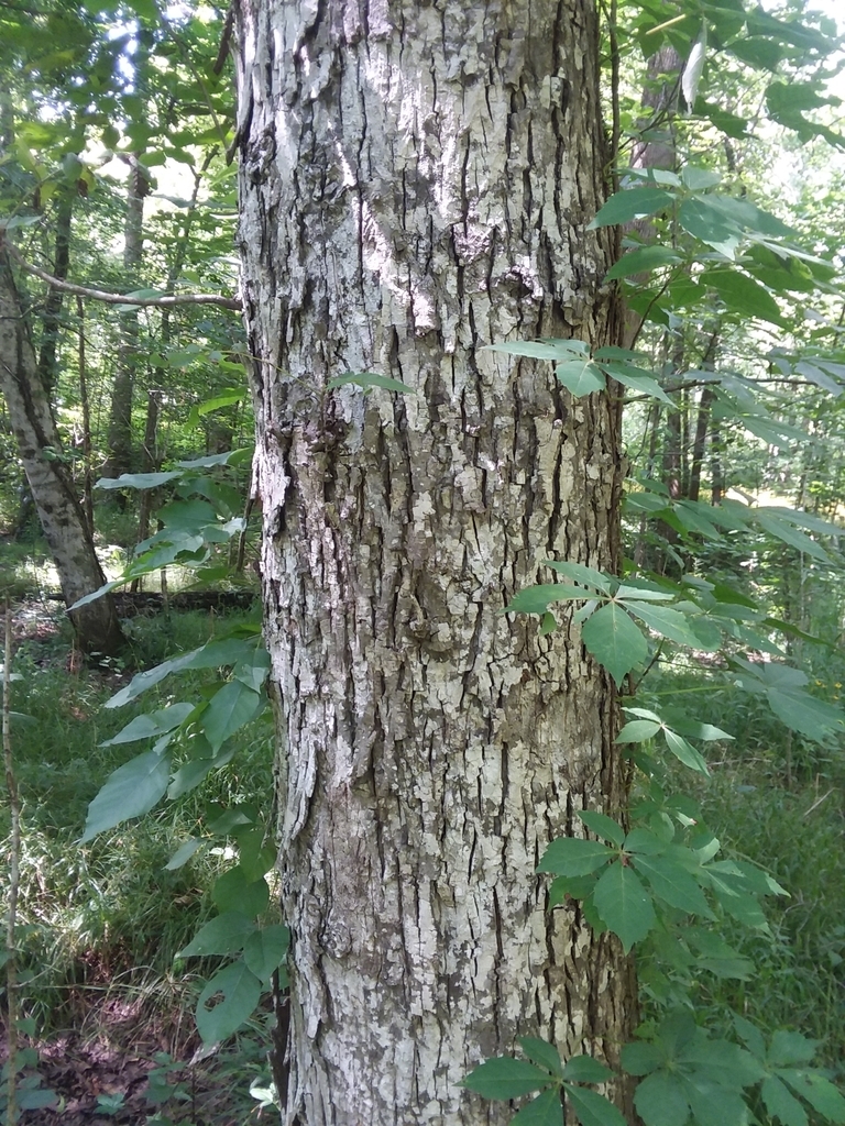 Carya myristiciformis - Hardwood - Nutmeg Hickory