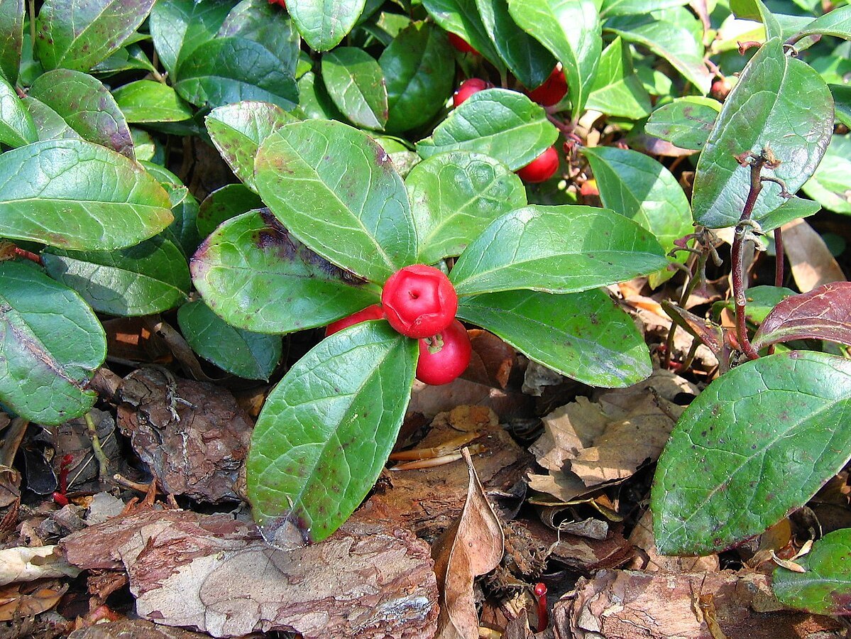 Gaultheria procumbens - Herbaceous Plants,Medicinal Herbs,Shrub ...