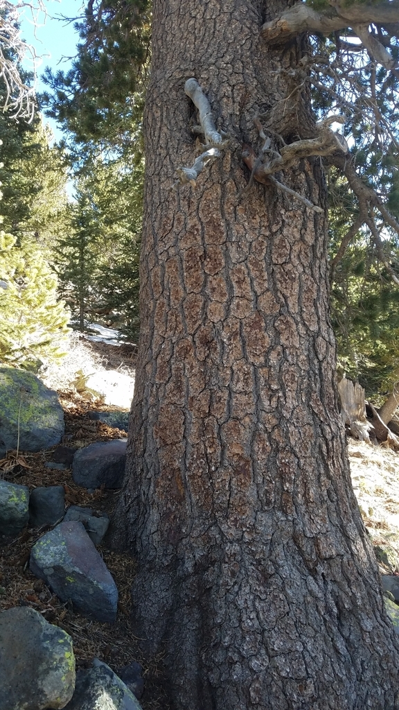 Pinus aristata - Common Bonsai,Conifer - Bristlecone Pine, Colorado ...