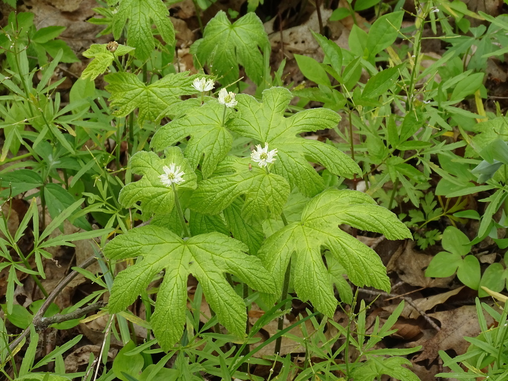 Hydrastis canadensis - Endangered Species,Herbaceous Plants,Medicinal ...
