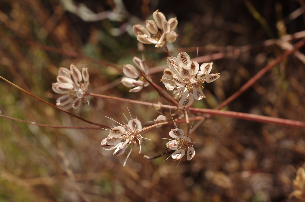 Lomatium macrocarpum - Web page Navigation - Bigseed Biscuitroot