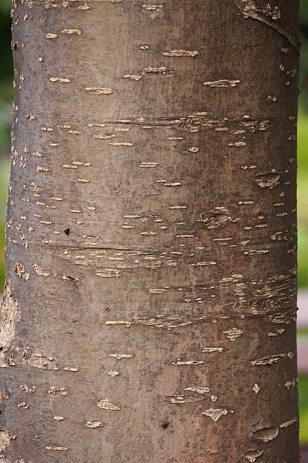 Sorbus commixta - Ornamental Fruit - Japanese Rowan