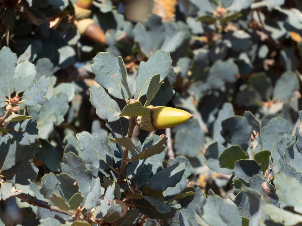 Quercus douglasii - Hardwood - Blue Oak