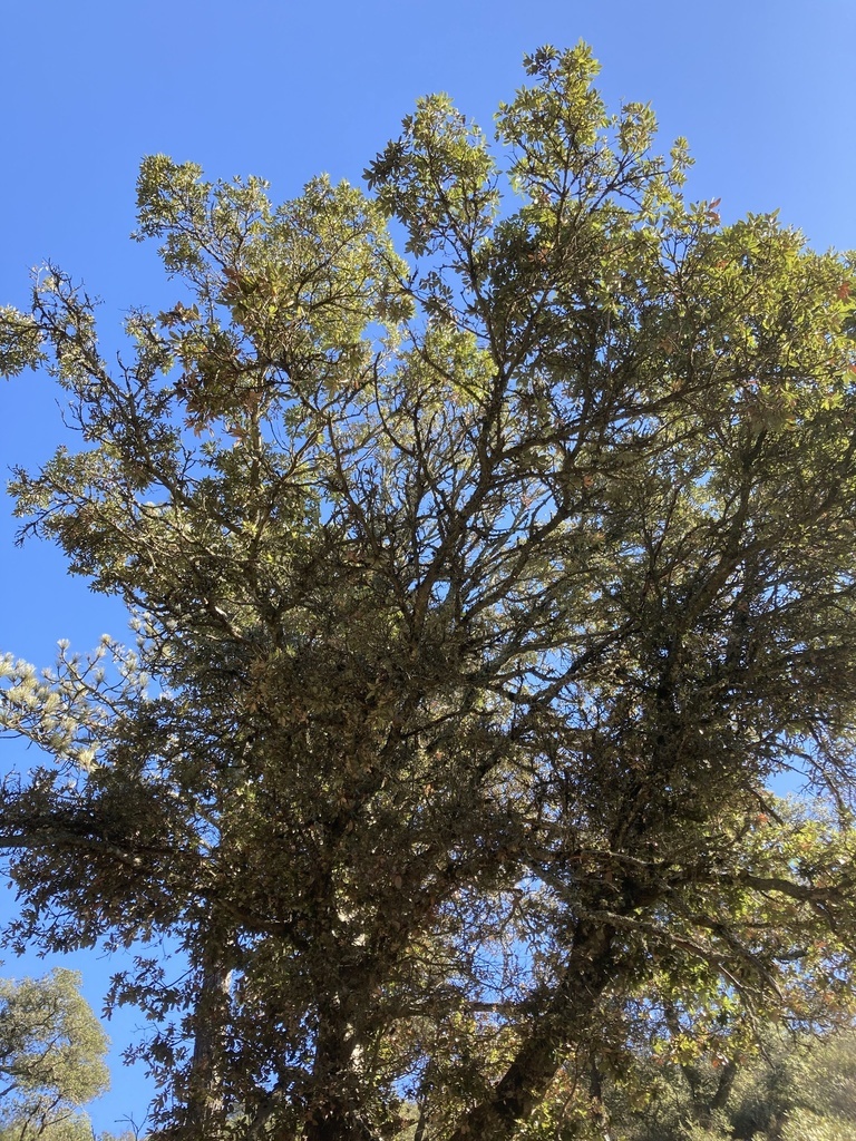 Lithocarpus densiflorus - Evergreen Leaves - Tanoak
