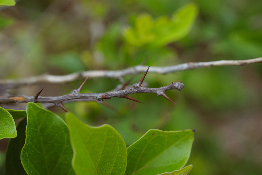 Maclura tricuspidata - Common Bonsai,Edible Fruit/Nuts,Fruits,Medicinal ...