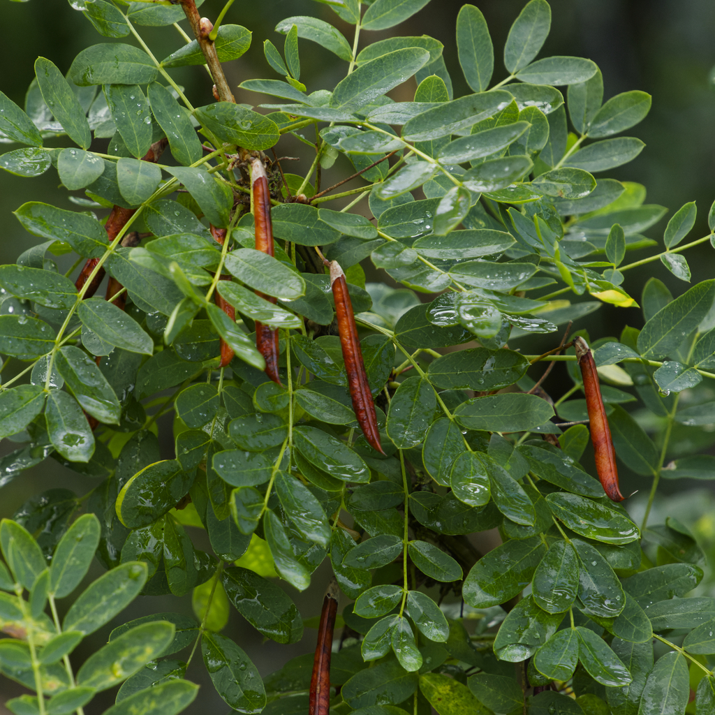 Caragana arborescens - Deciduous,Flowering Tree,Medicinal Herbs ...