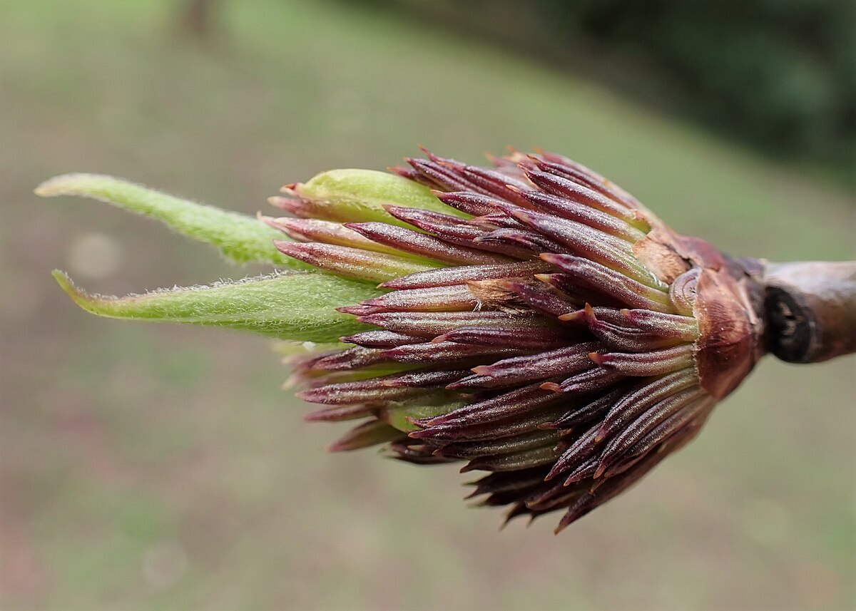 Eucommia ulmoides - Deciduous,Medicinal Herbs,Shade Tree - Du Zhong ...