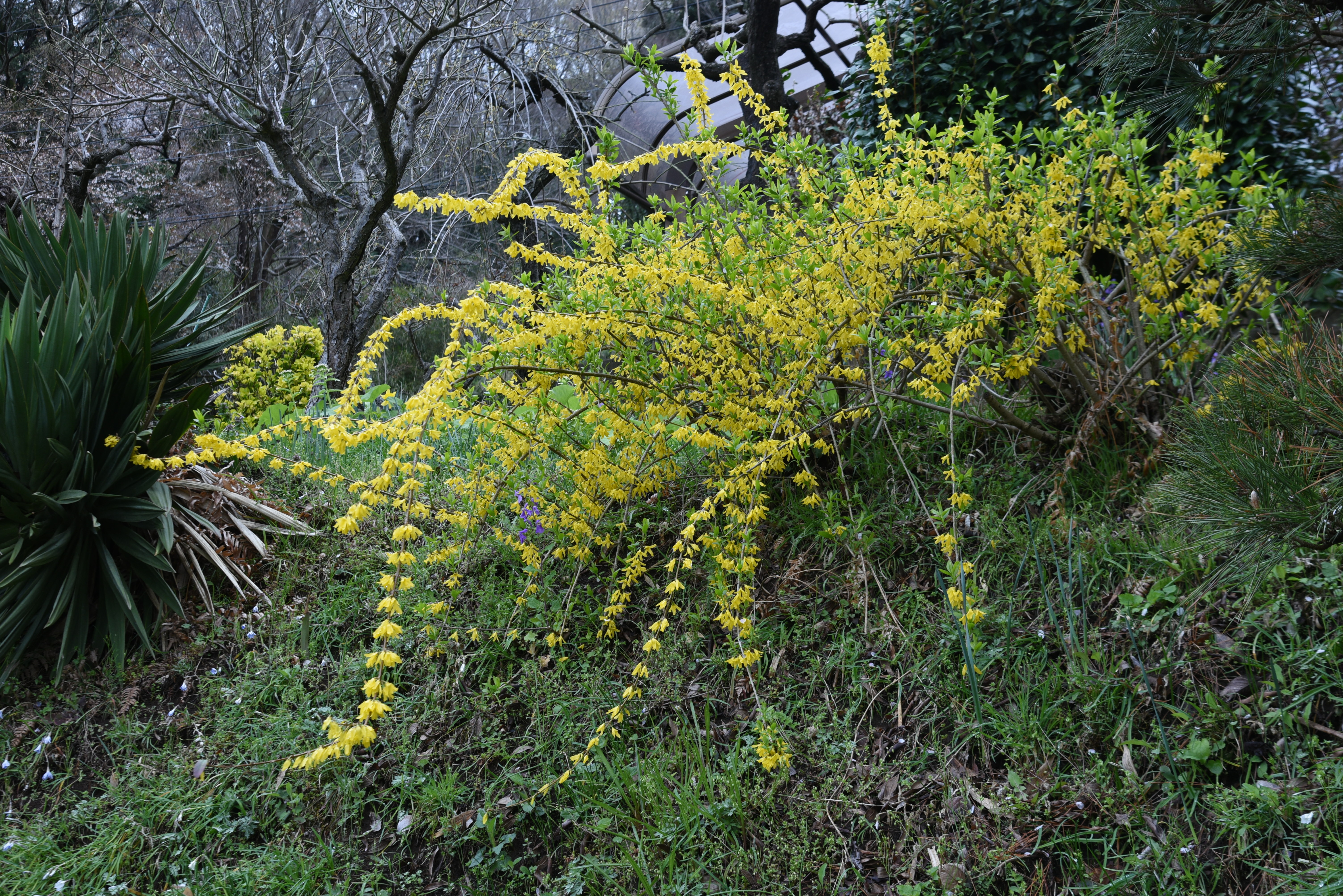 Forsythia suspensa - Medicinal Herbs,Shrub - Golden-Bell, Weeping Forsythia