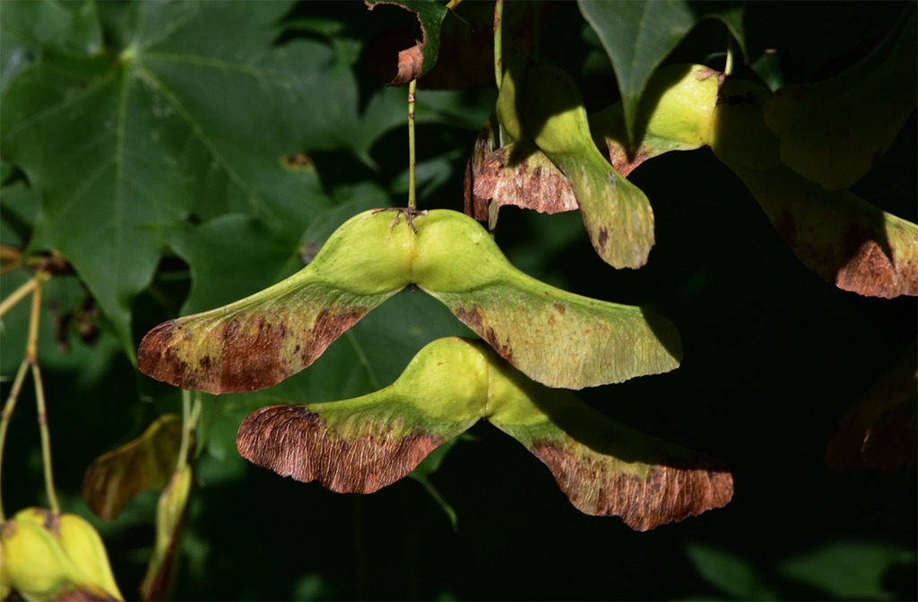 Acer platanoides dewinged - Deciduous,Hardwood,Shade Tree - Norway Maple