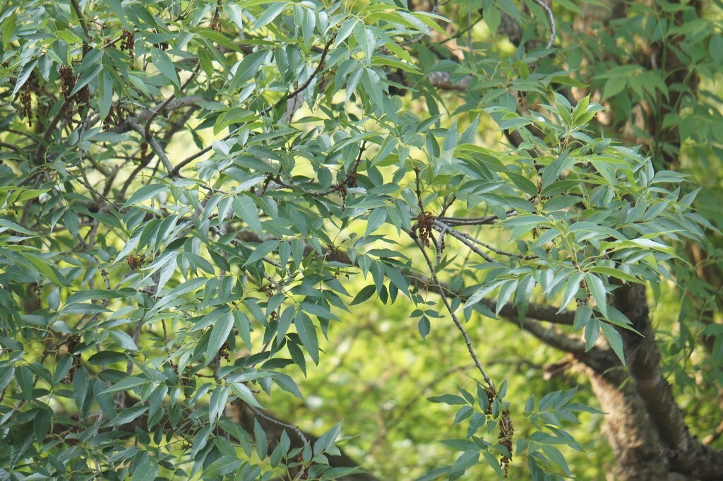 Fraxinus uhdei - Hardwood,Tree,Web page Navigation - Evergreen Ash ...