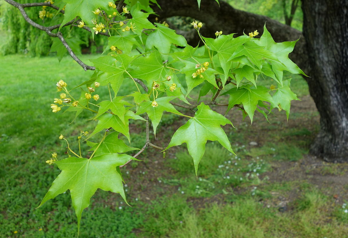 Acer truncatum - Common Bonsai,Hardwood - Purpleblow Maple, Shandong ...