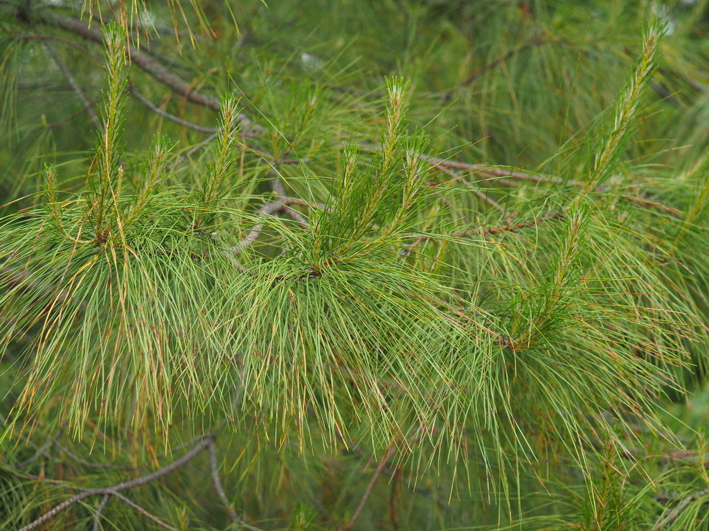 Pinus taeda - Common Bonsai,Conifer,Evergreen Leaves - Loblolly Pine