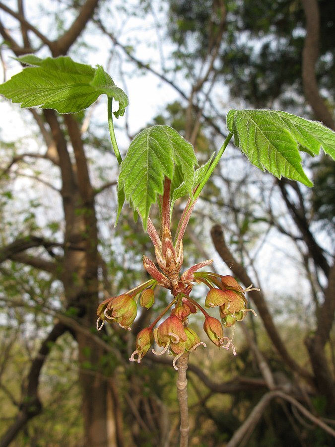 Acer diabolicum - Hardwood - Devil Maple, Horned Maple