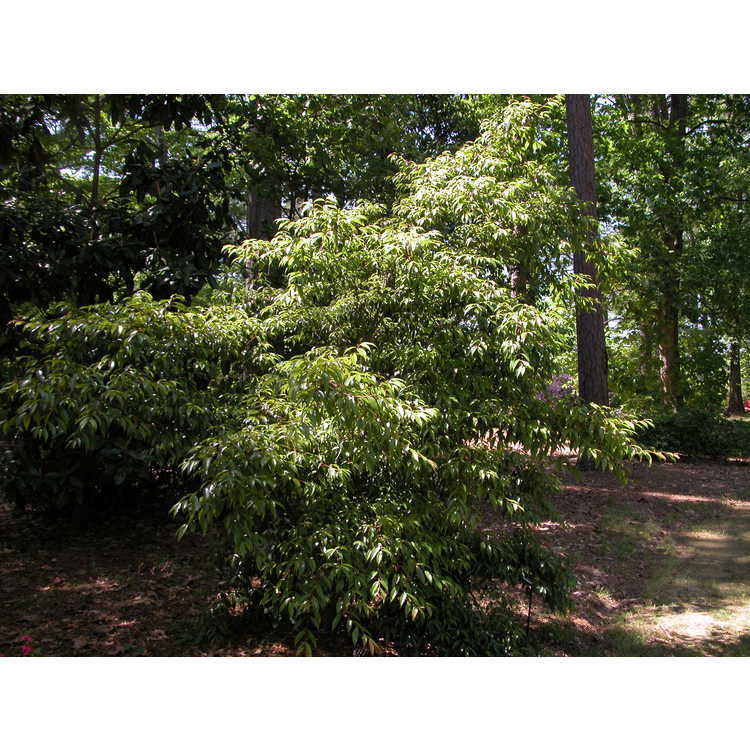 Acer fabri - Evergreen Leaves,Tree,Web page Navigation - Emerald Jade ...