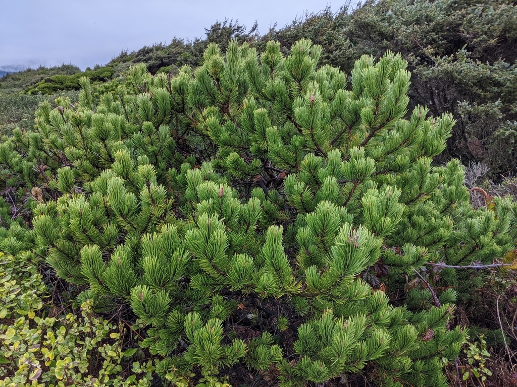 Pinus contorta var. contorta - Common Bonsai,Conifer - Beach Pine ...